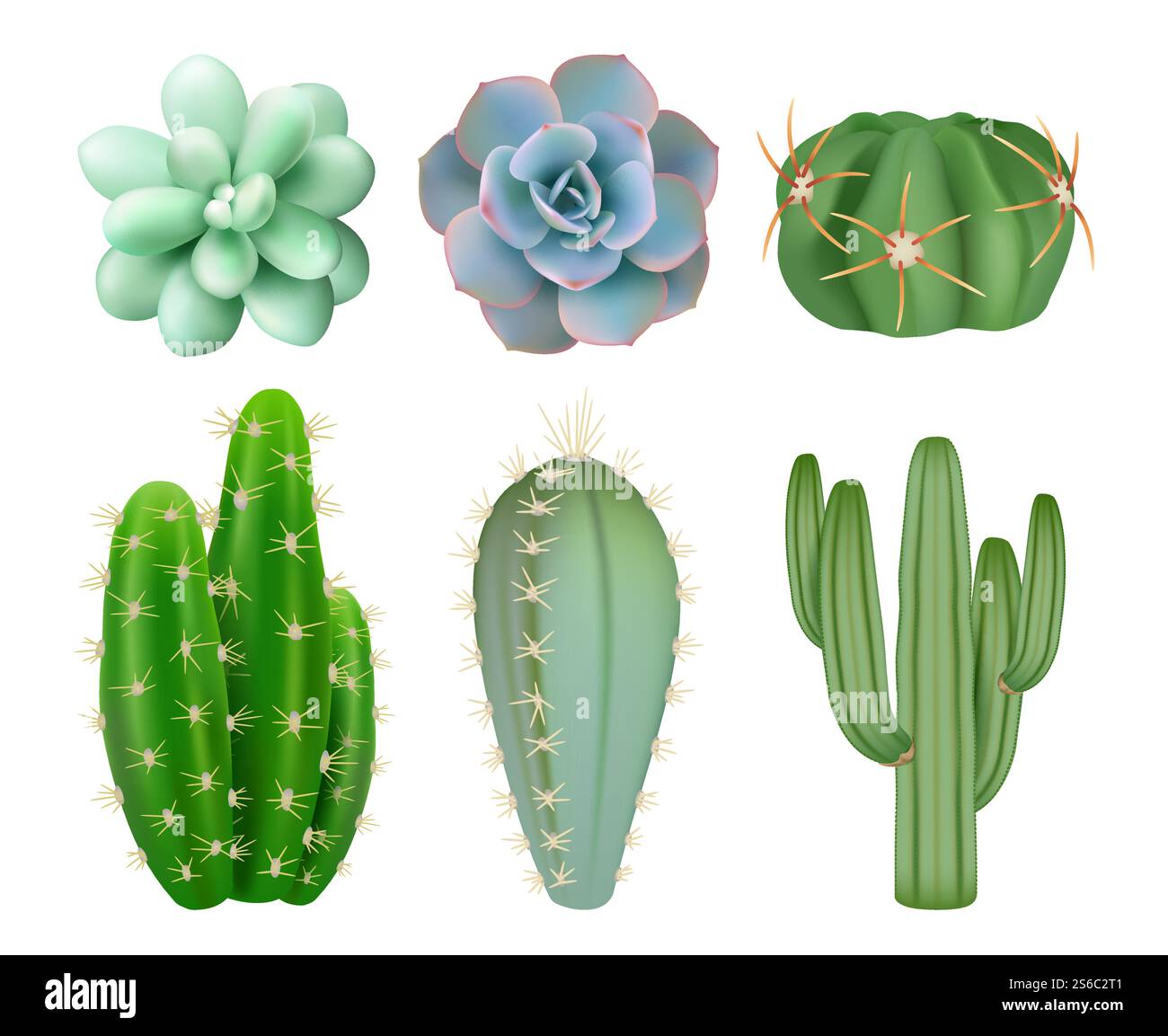 Green cactuses. Realistic indoor botanical decorative mexico plants ...