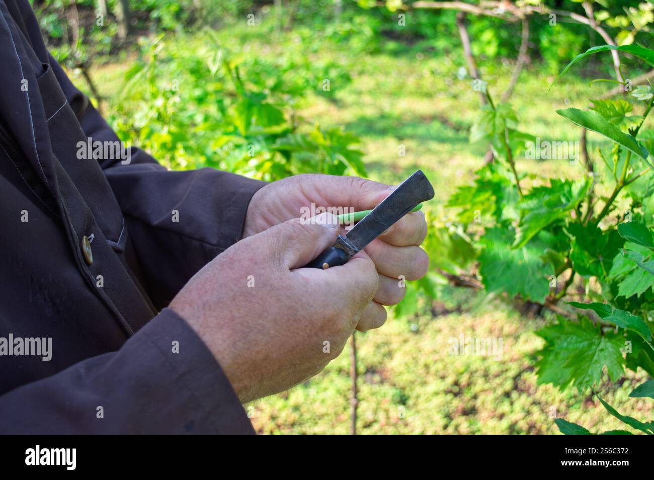 hands of an old European farmer grafting new bud sprout in the ...