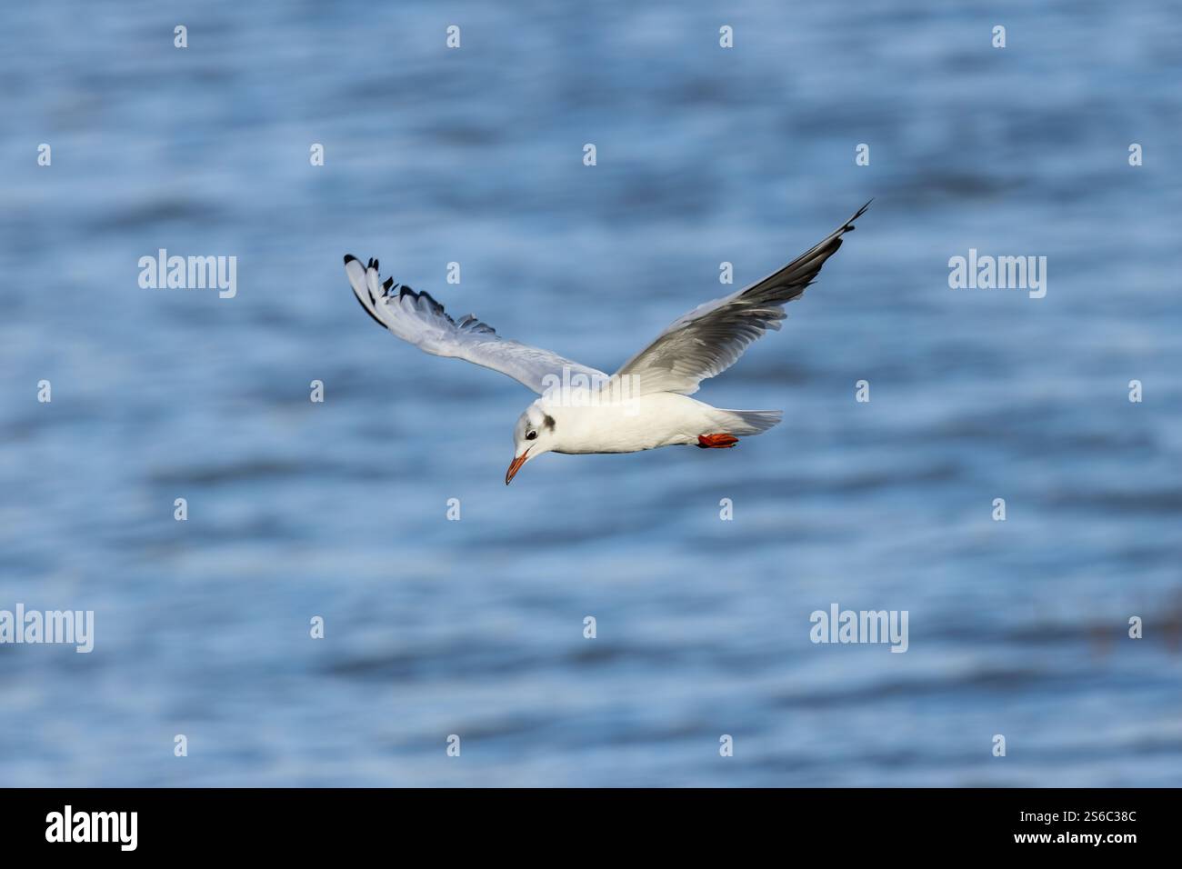 The Black-Headed Gull feeds on insects, fish, and scraps. Photographed ...
