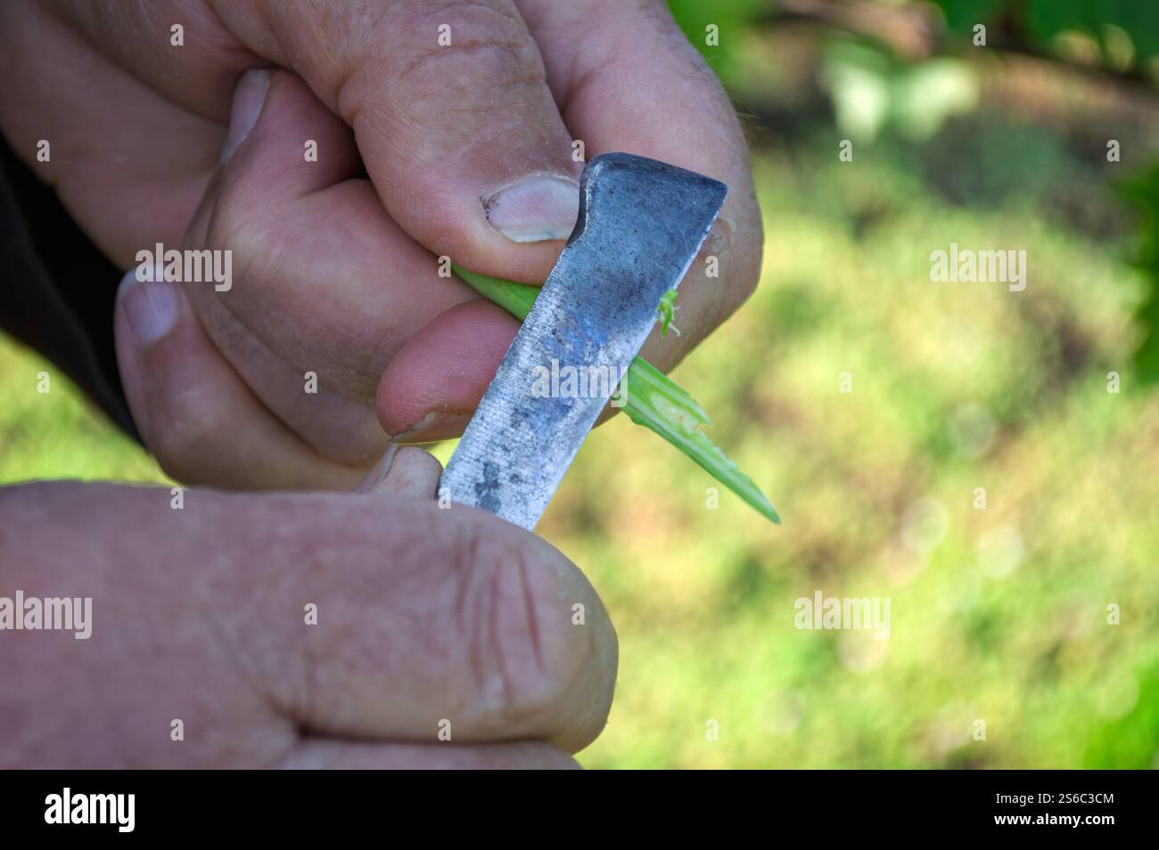 hands of an old European farmer grafting new bud sprout in the ...