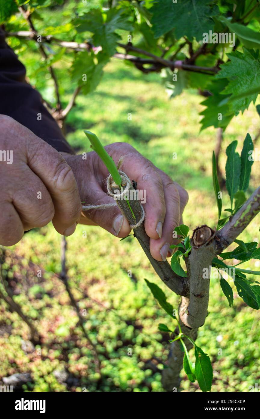 hands of an old European farmer grafting new bud sprout in the ...
