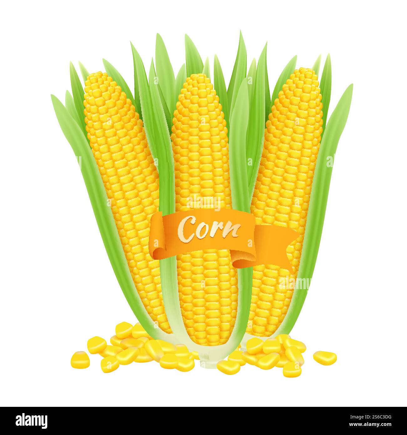 Realistic corncobs. Vector corn grains and cobs with leaves isolated on ...