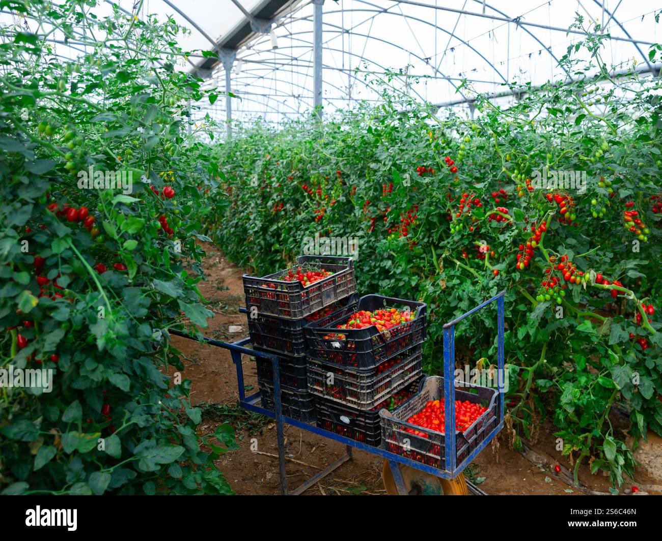 Ripening tomatoes and boxes with harvested vegetables in glasshouse ...