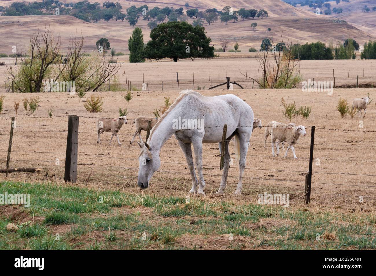 The grass is always greener on the other side of the fence - Mansfield, Victoria, Australia ...