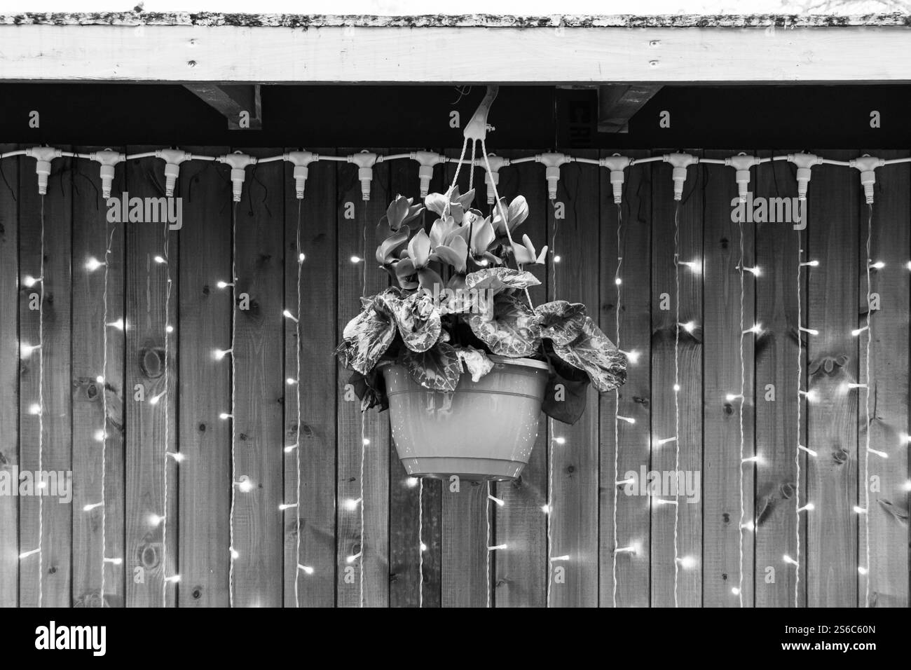 Month flower Black and White Stock Photos & Images - Alamy