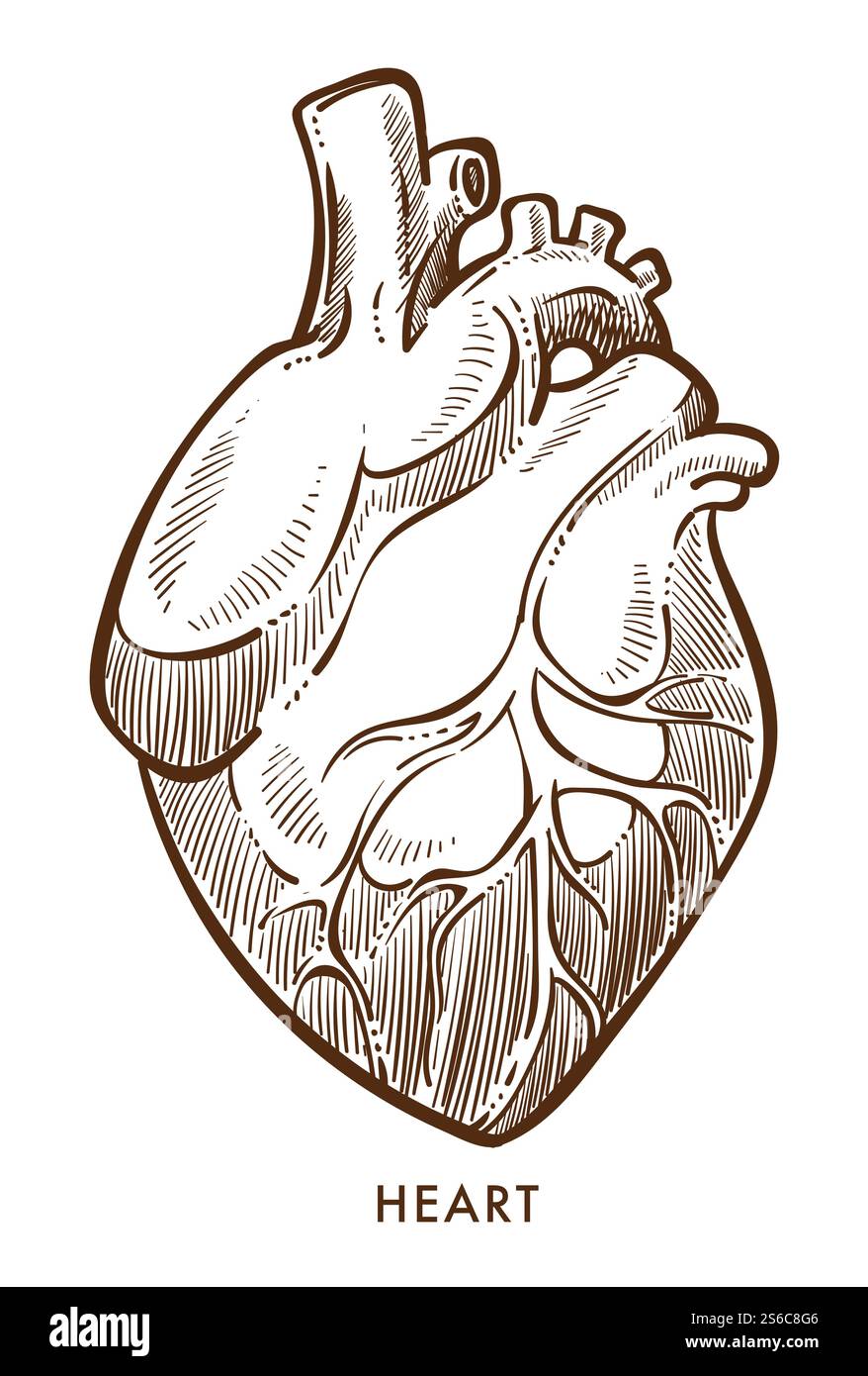 Cardiovascular system, heart isolated sketch, internal organ vector ...