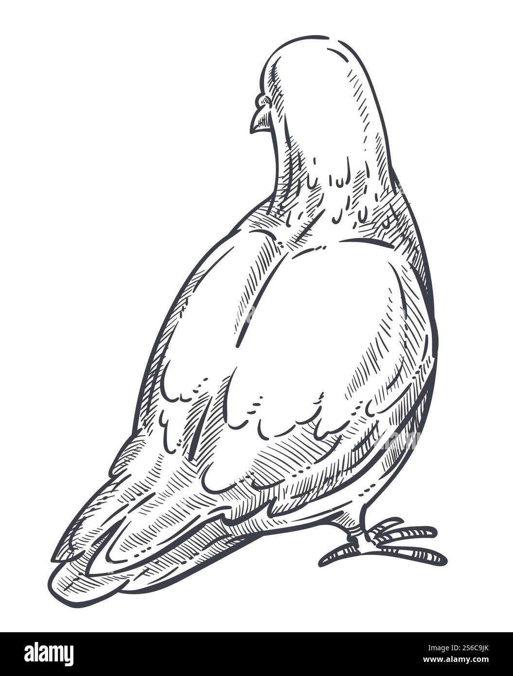 Dove or pigeon back, peace symbol isolated sketch animal vector. Bird ...