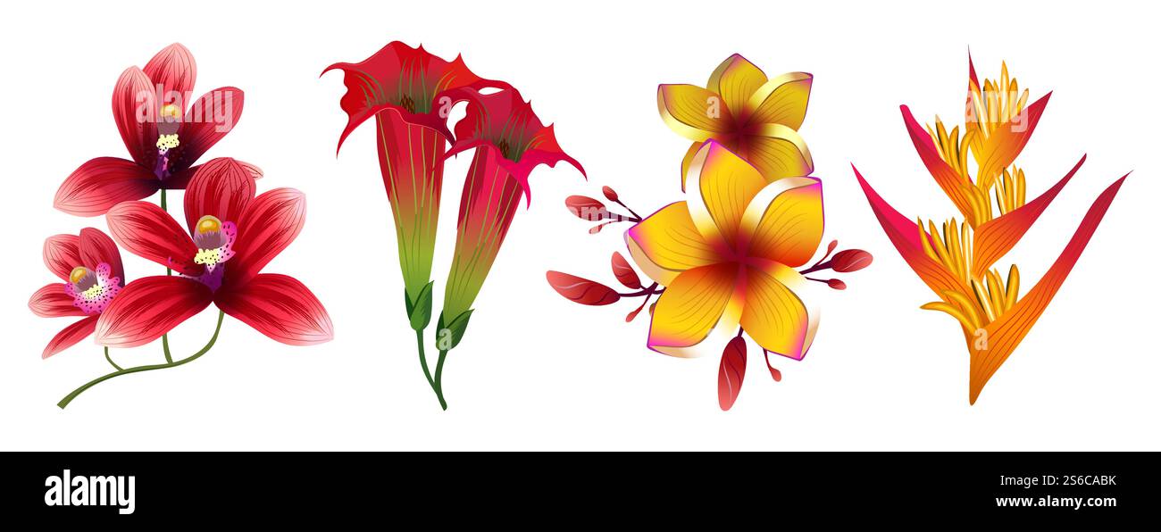 Tropical exotic flowers vector isolated on white background. Exotic ...
