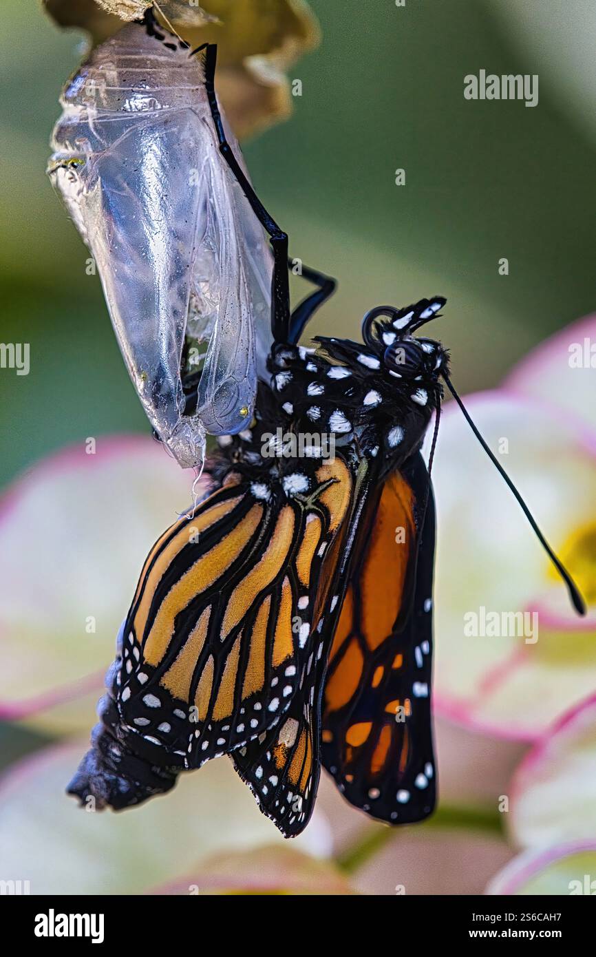 Monarch butterfly that just emerged from it's chrysalis Stock Photo - Alamy