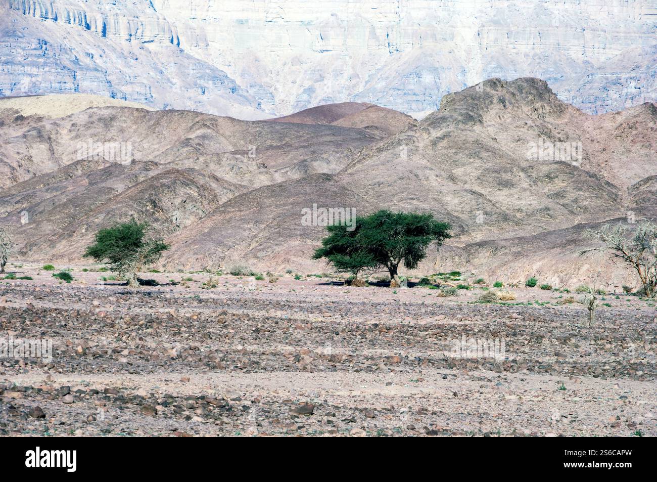 A barren desert landscape with a lone tree in the middle. The sky is ...