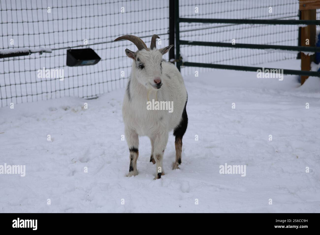 Standing in a snowy enclosure is a close-up portrait of a mixed-breed ...