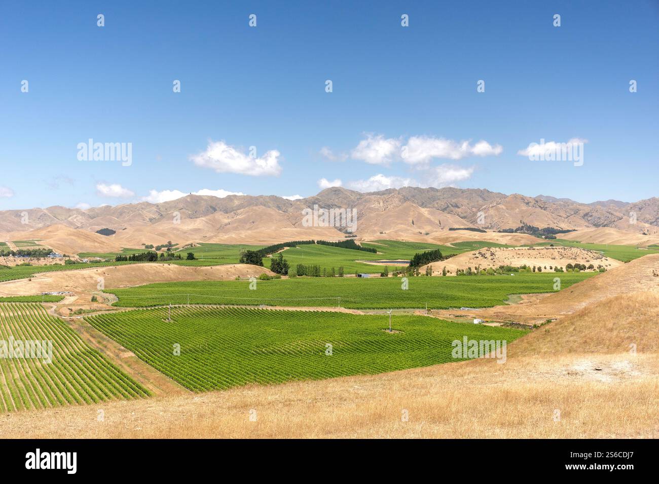 Vineyards in Awatere Valley near Seddon, Marlborough Region, South ...