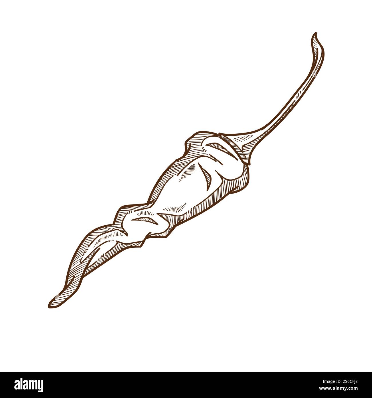 Chili or thai pepper isolated sketch, hot vegetable vector. Spice or ...