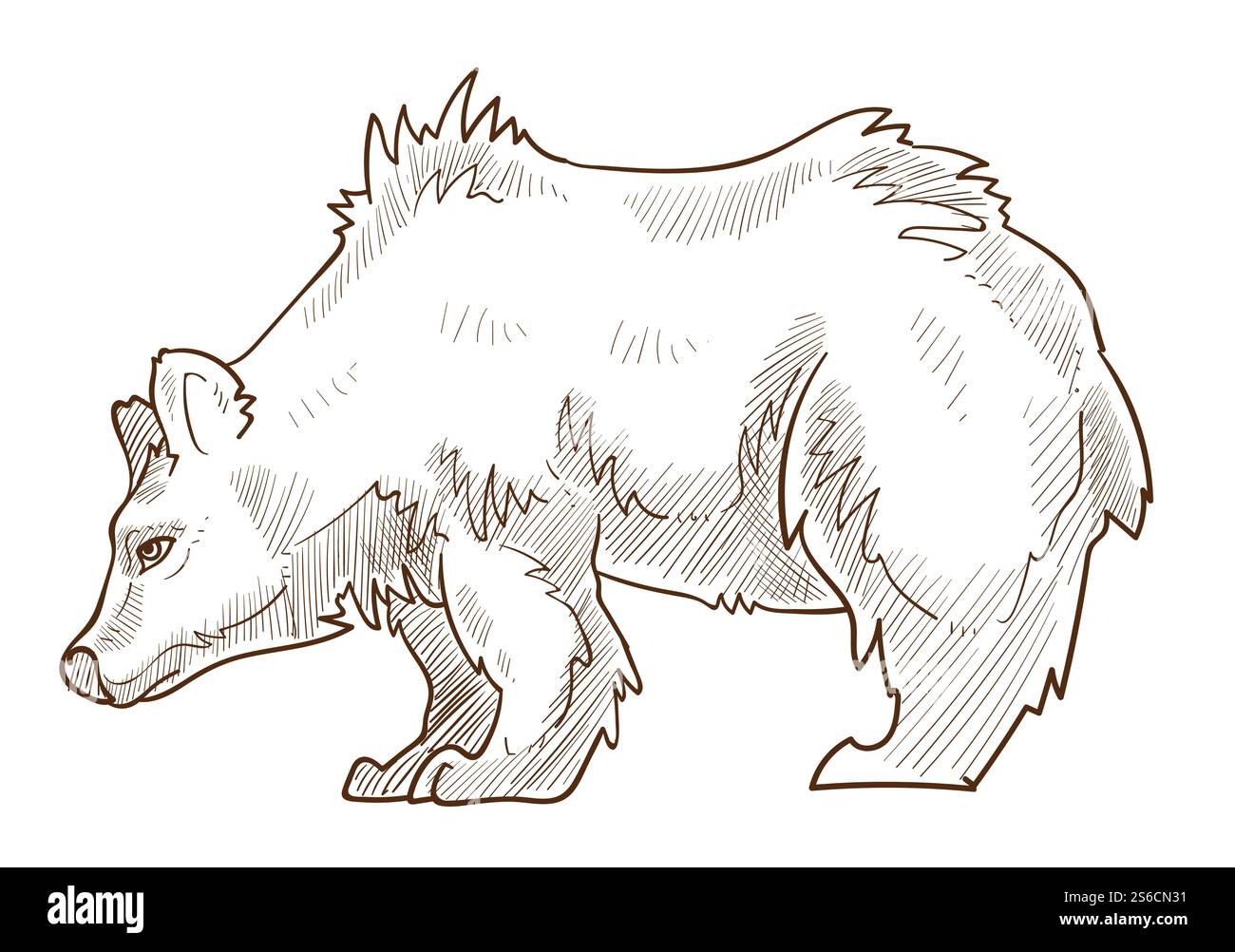 Bear or grizzly breed, wild nature forest predator isolated sketch ...