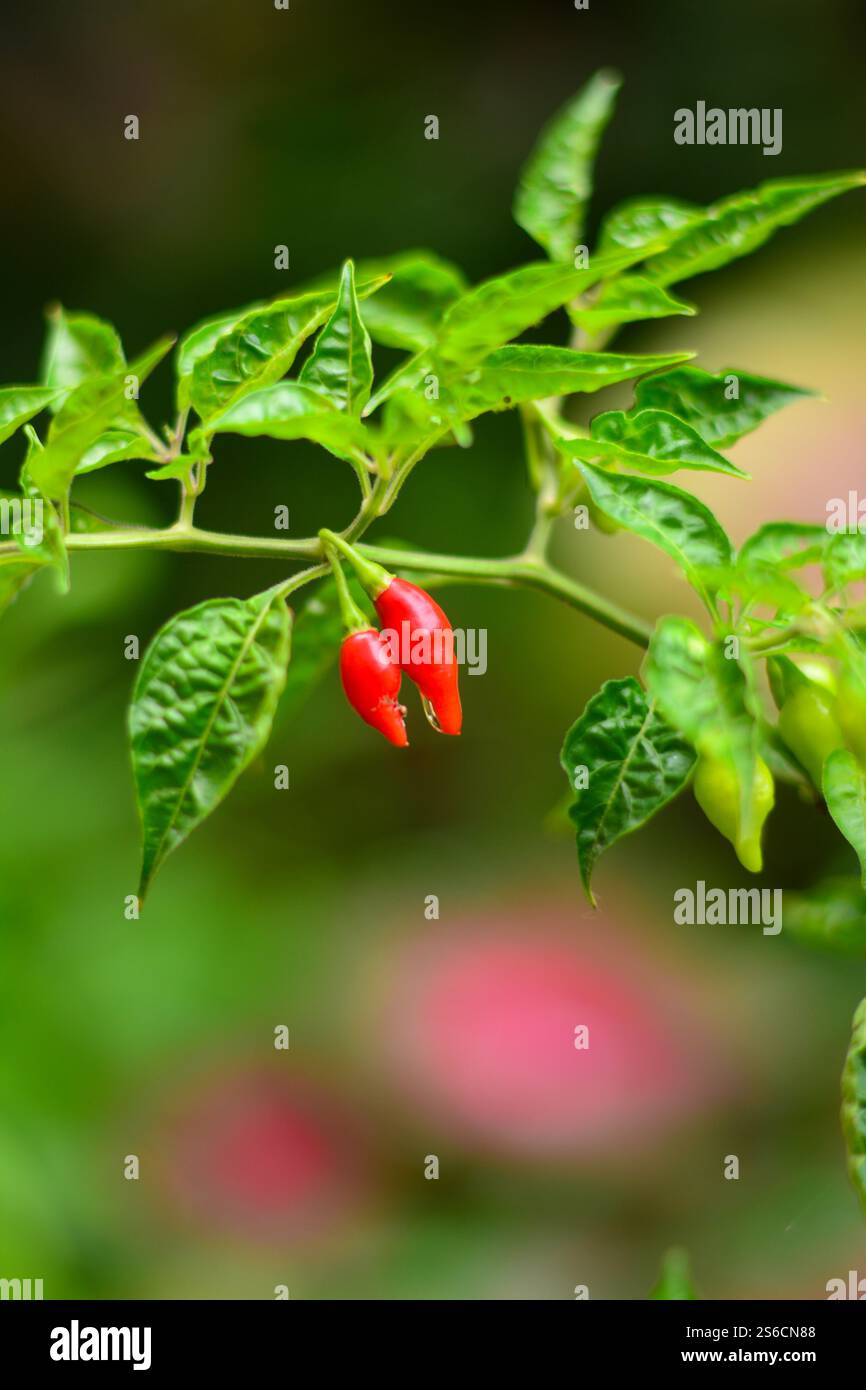 Mono peruano hi-res stock photography and images - Alamy
