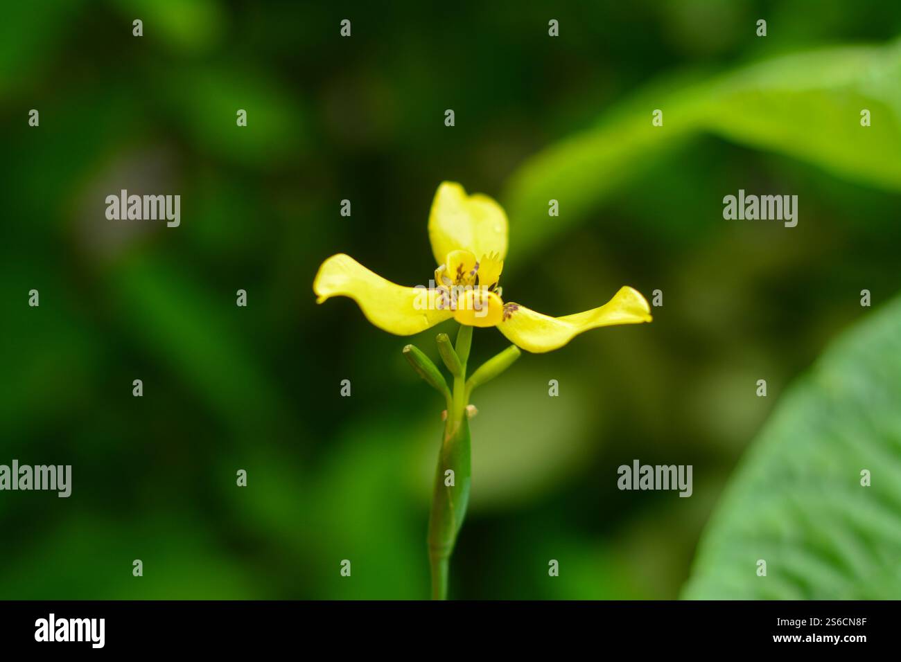 Trimezia flower hi-res stock photography and images - Alamy