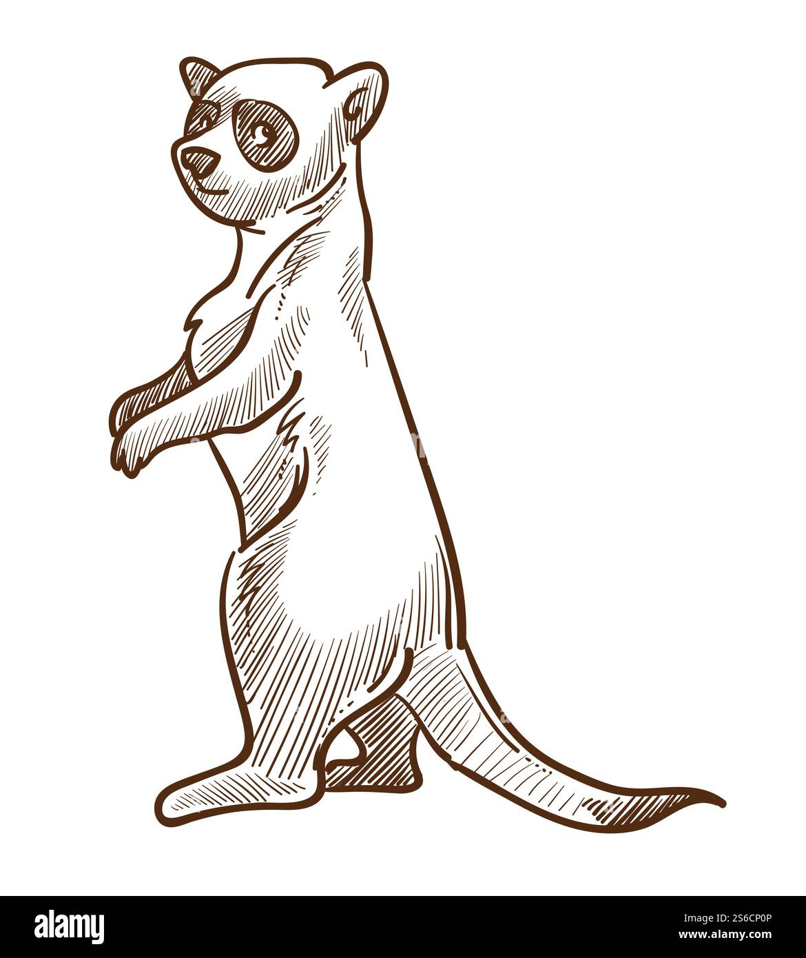 Meerkat or suricate isolated sketch, African desert animal drawing ...