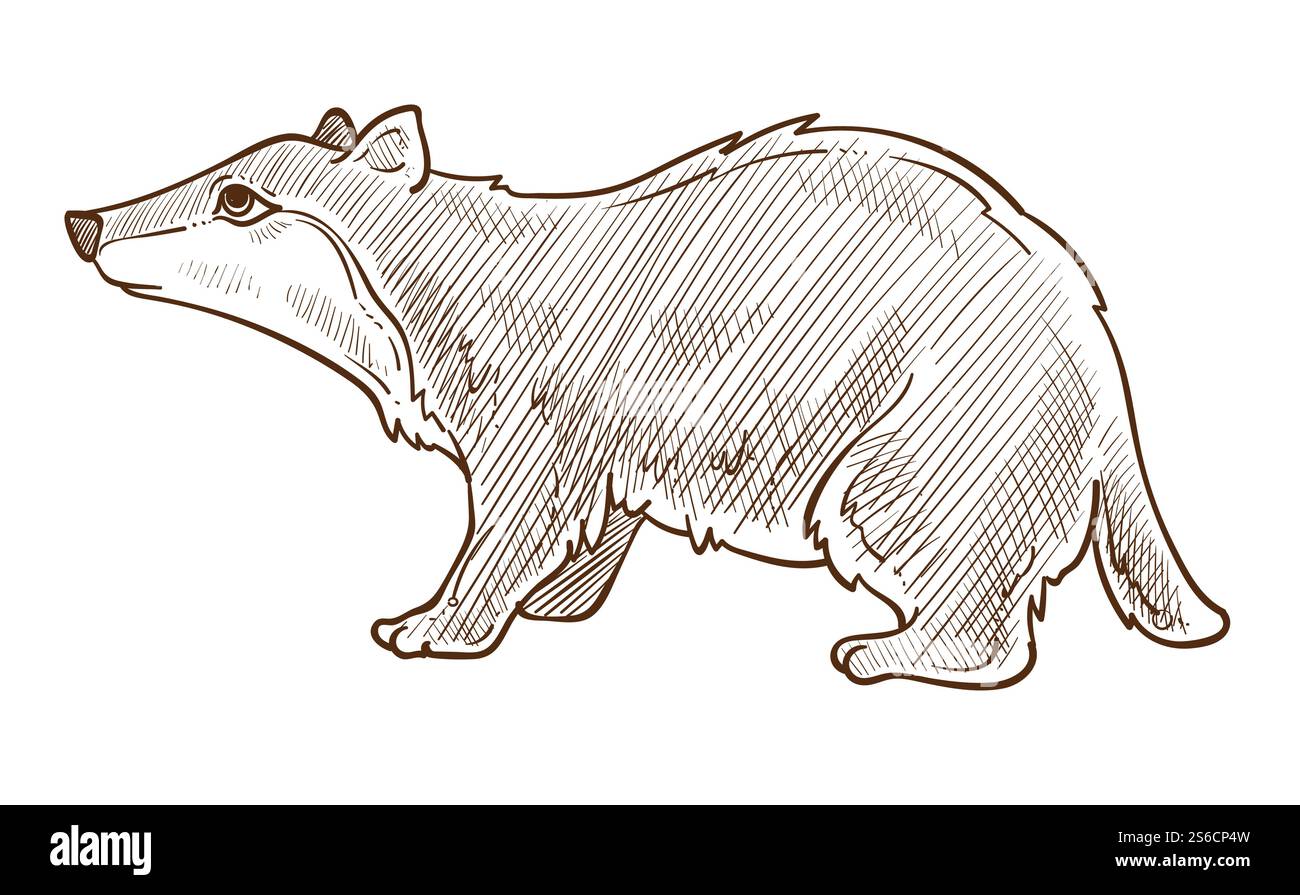 Badger isolated sketch, forest animal encyclopedia drawing vector ...