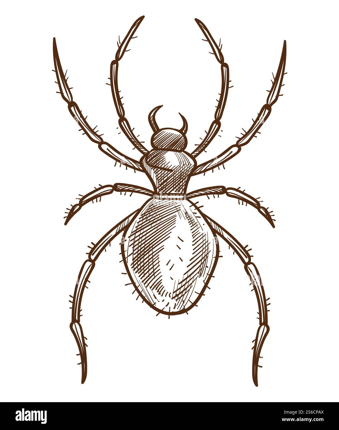 Spider isolated sketch, arachnid or poisonous animal vector. Nature and ...