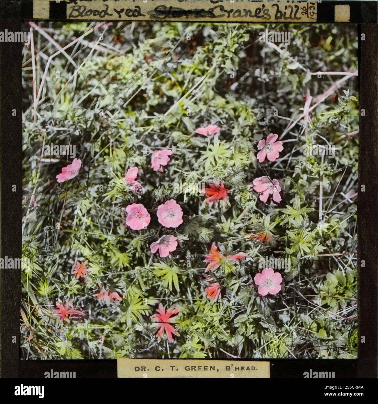 Geranium sanguineum (Blood red Crane s bill) - Theodore Green Stock Photo - Alamy