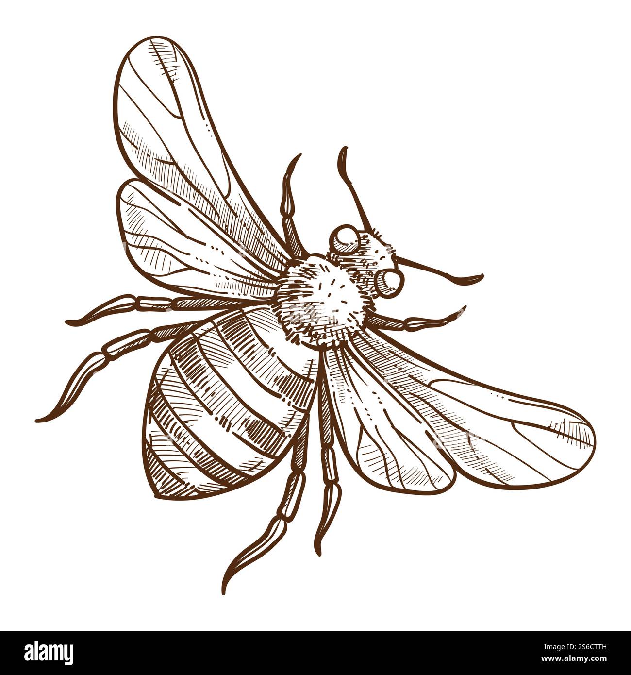 Bee, stinging insect, striped bug with wings, isolated sketch vector ...