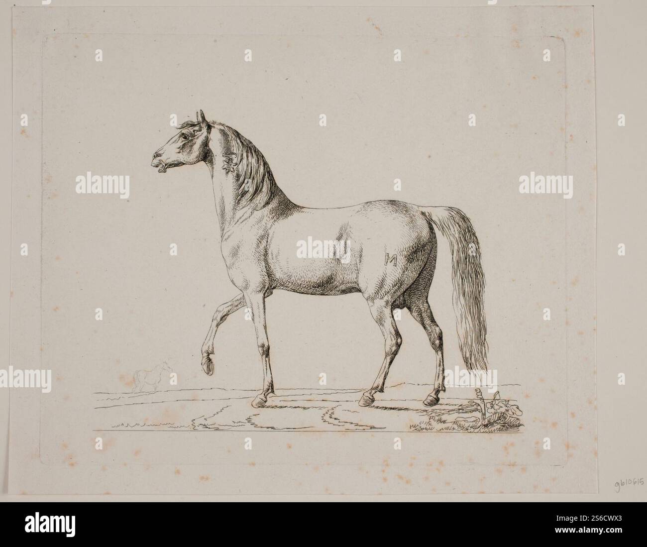 Christian David Gebauer, En hingst, 1821 Stock Photo - Alamy