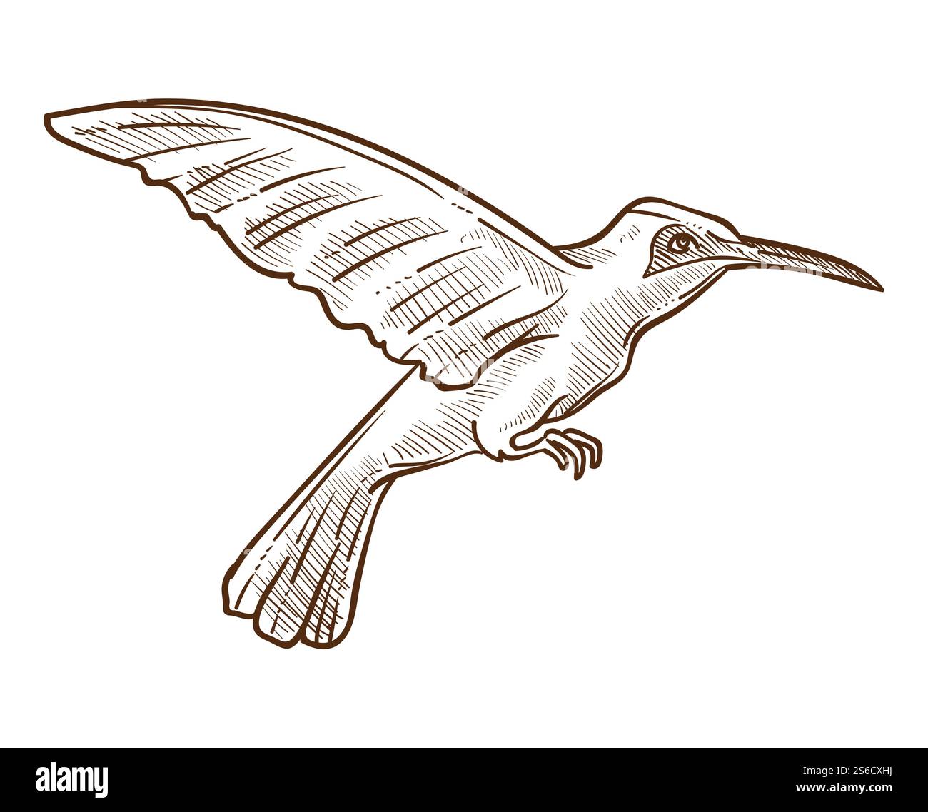 Flying rufous hummingbird or colibri isolated sketch vector. Exotic ...