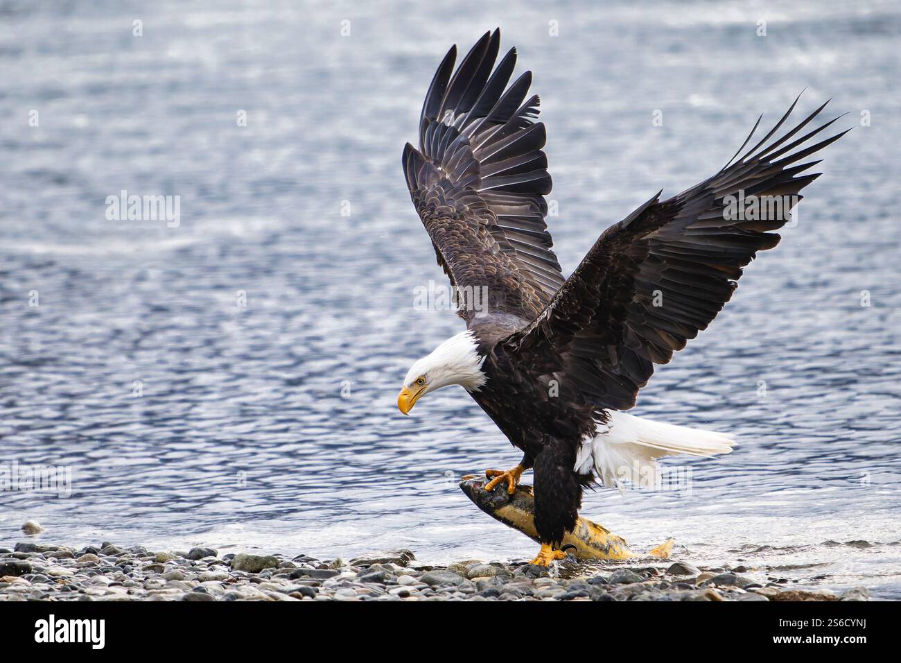 Bald Eagle landing fish in the Chilkat Bald Eagle Preserve in Haines ...