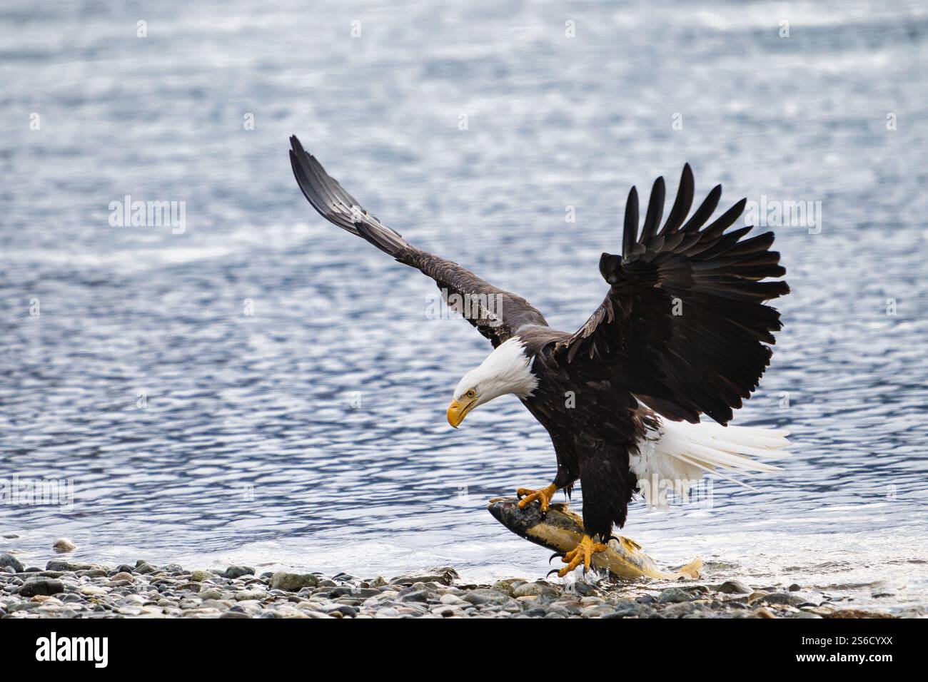 Bald Eagle landing fish in the Chilkat Bald Eagle Preserve in Haines ...