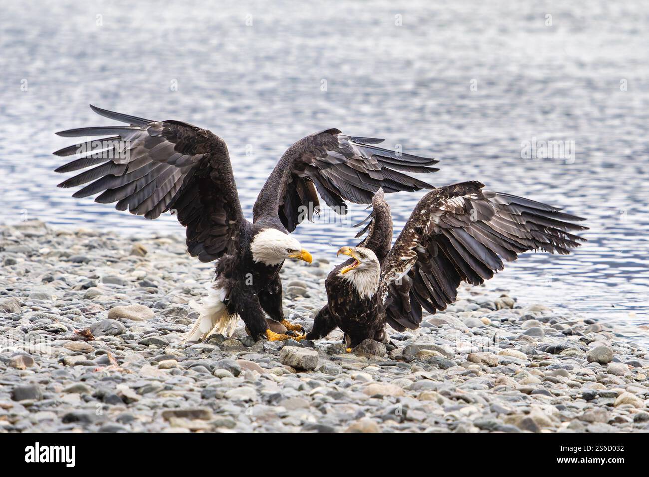 Bald Eagles spar over fishing in the Chilkat Bald Eagle Preserve in ...