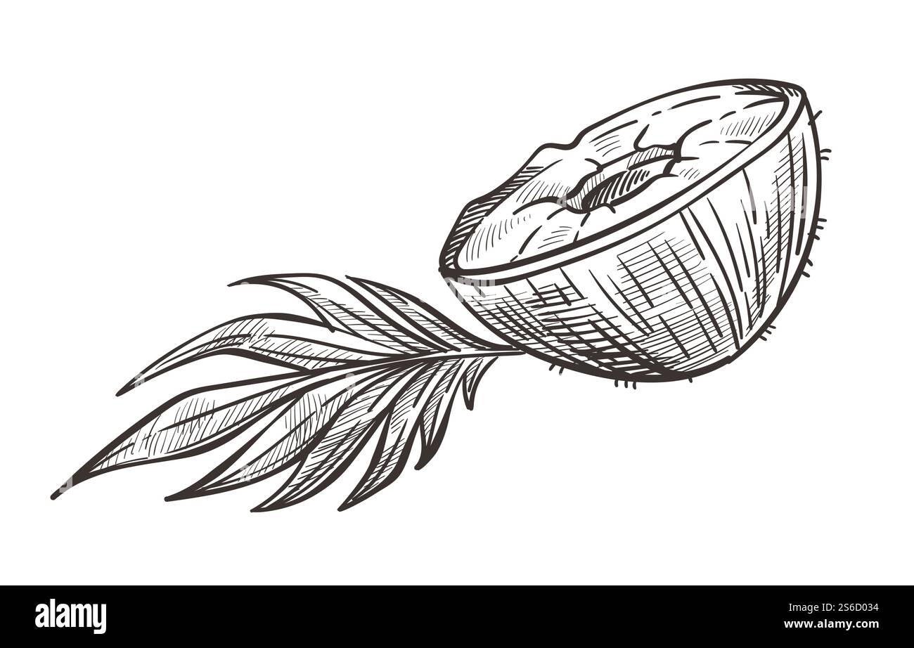 Coconut cut in half with leaf. Cracked open, shell and meat. Organic ...