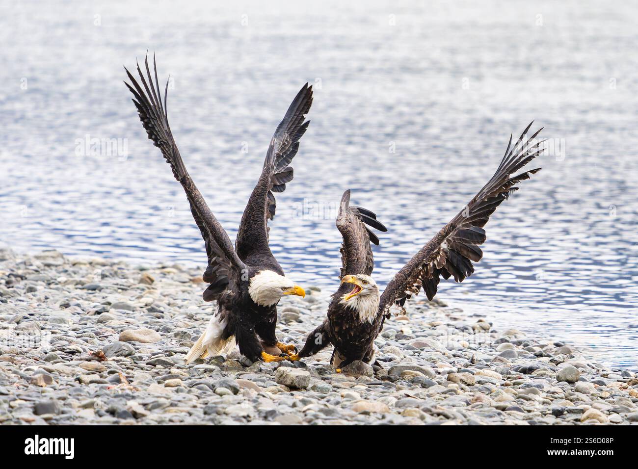 Bald Eagles spar over fishing in the Chilkat Bald Eagle Preserve in ...