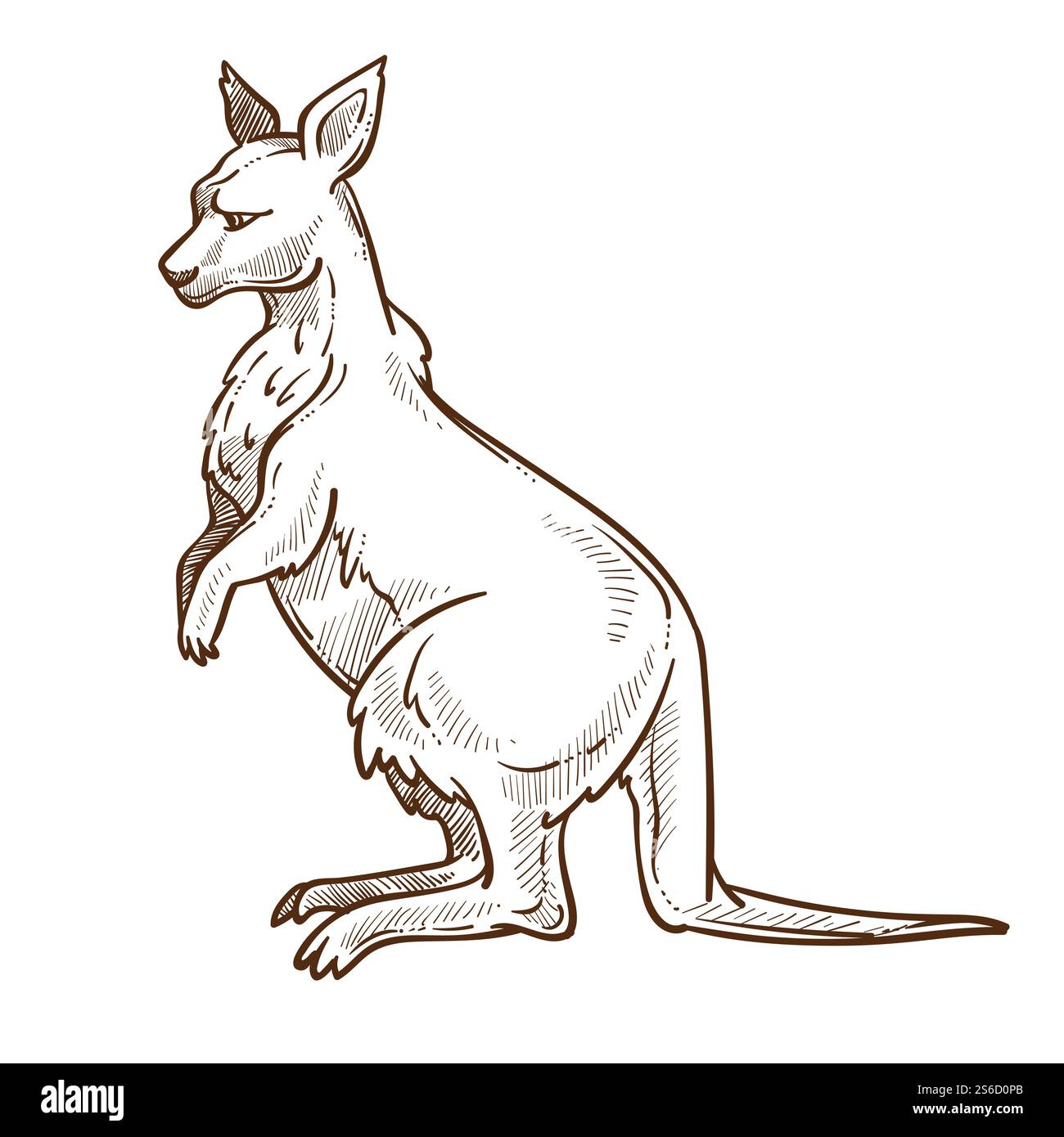 Australian animal, kangaroo with pouch and long tail isolated sketch ...