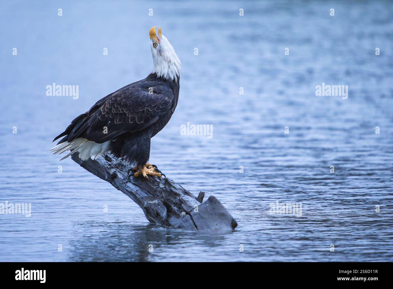 Bald Eagle vocalizing on perch n the Chilkat Bald Eagle Preserve in ...