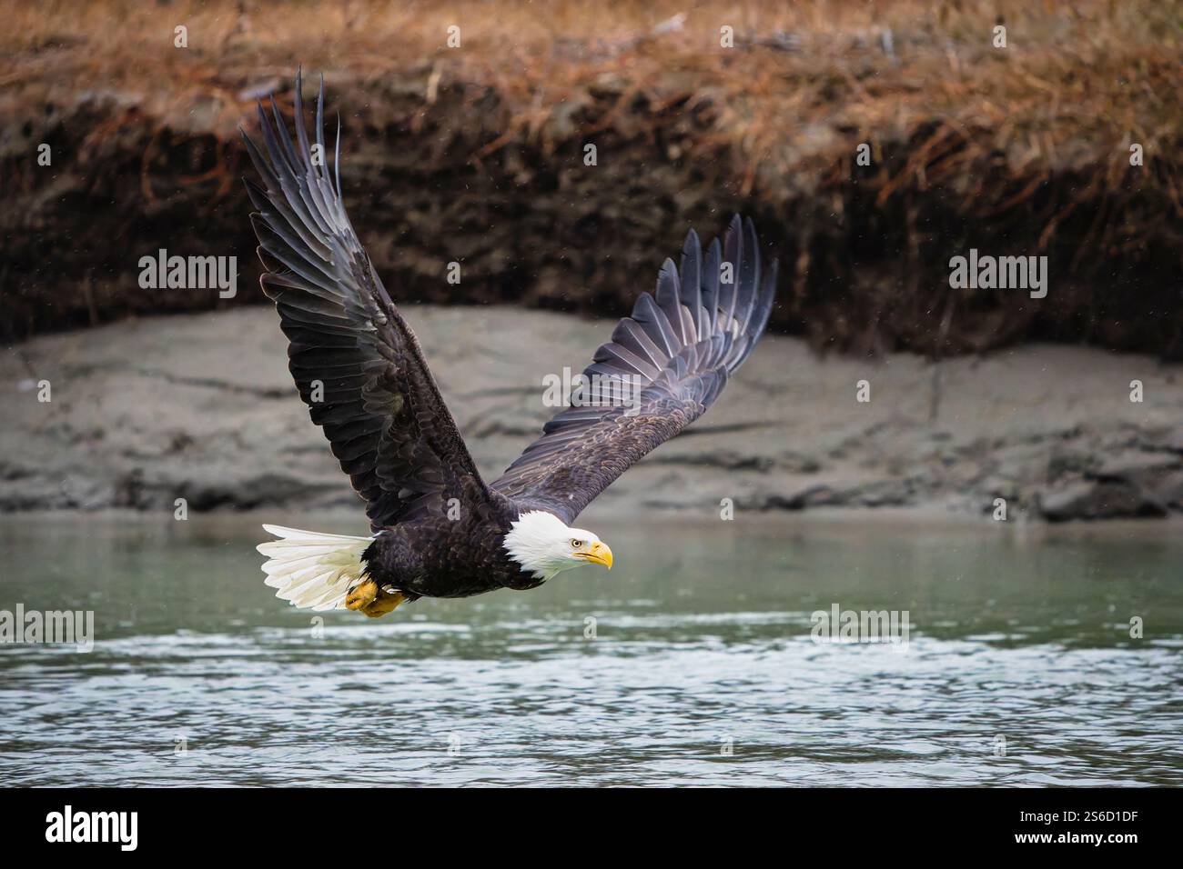 Bald Eagle flying over river in the Chilkat Bald Eagle Preserve in ...