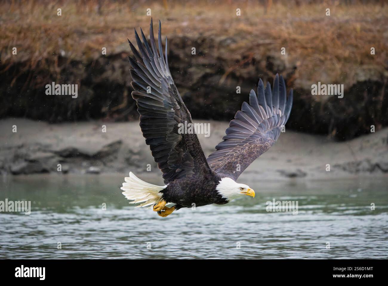 Bald Eagle flying over river in the Chilkat Bald Eagle Preserve in ...