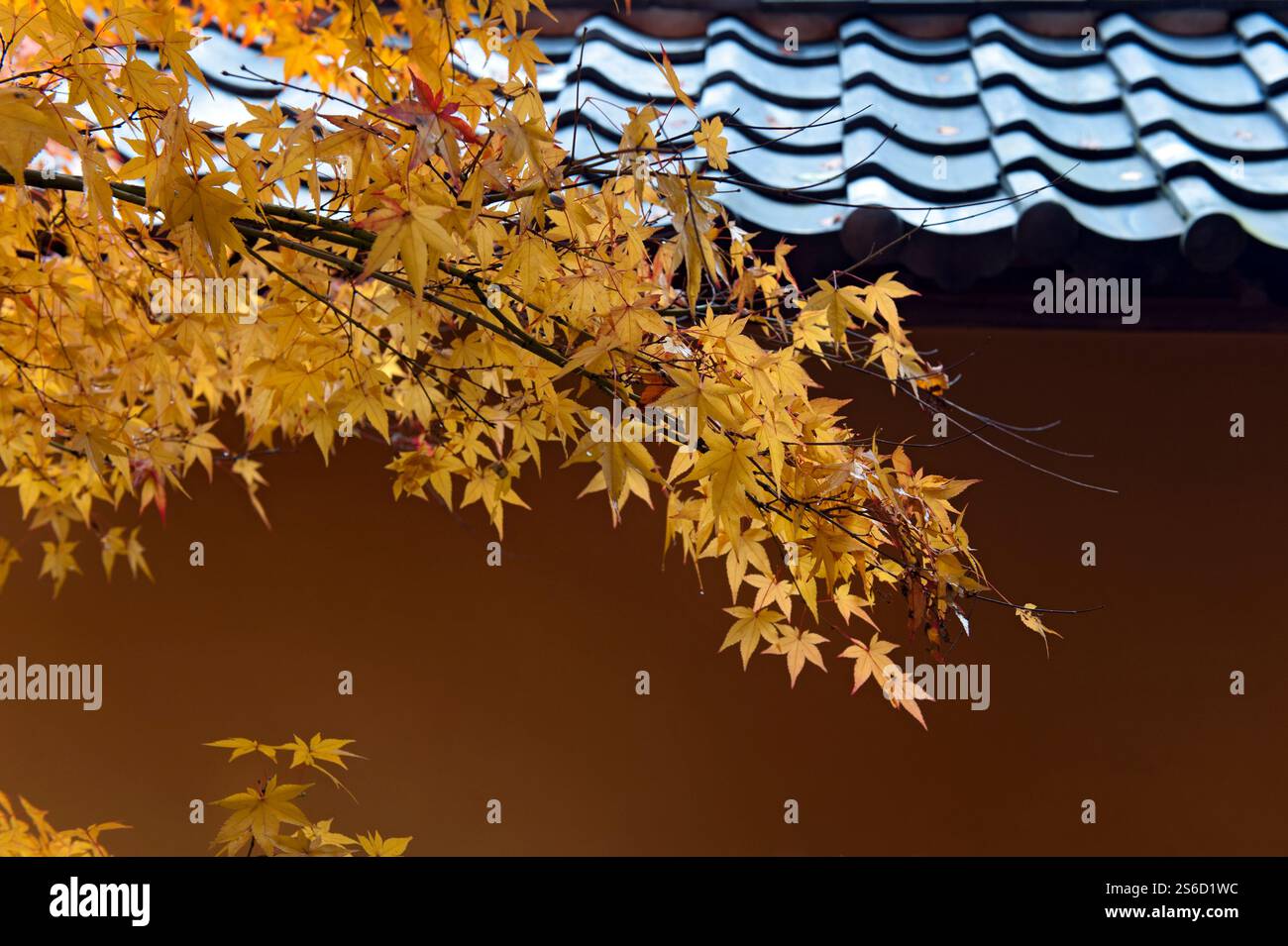 National Treasure Saimyoji Temple, one of 3 Koto Sanzan temples east of ...