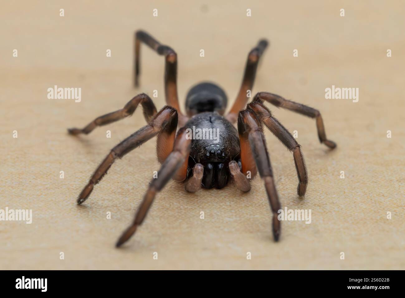 Close up of an Australian White-tailed Spider Stock Photo - Alamy