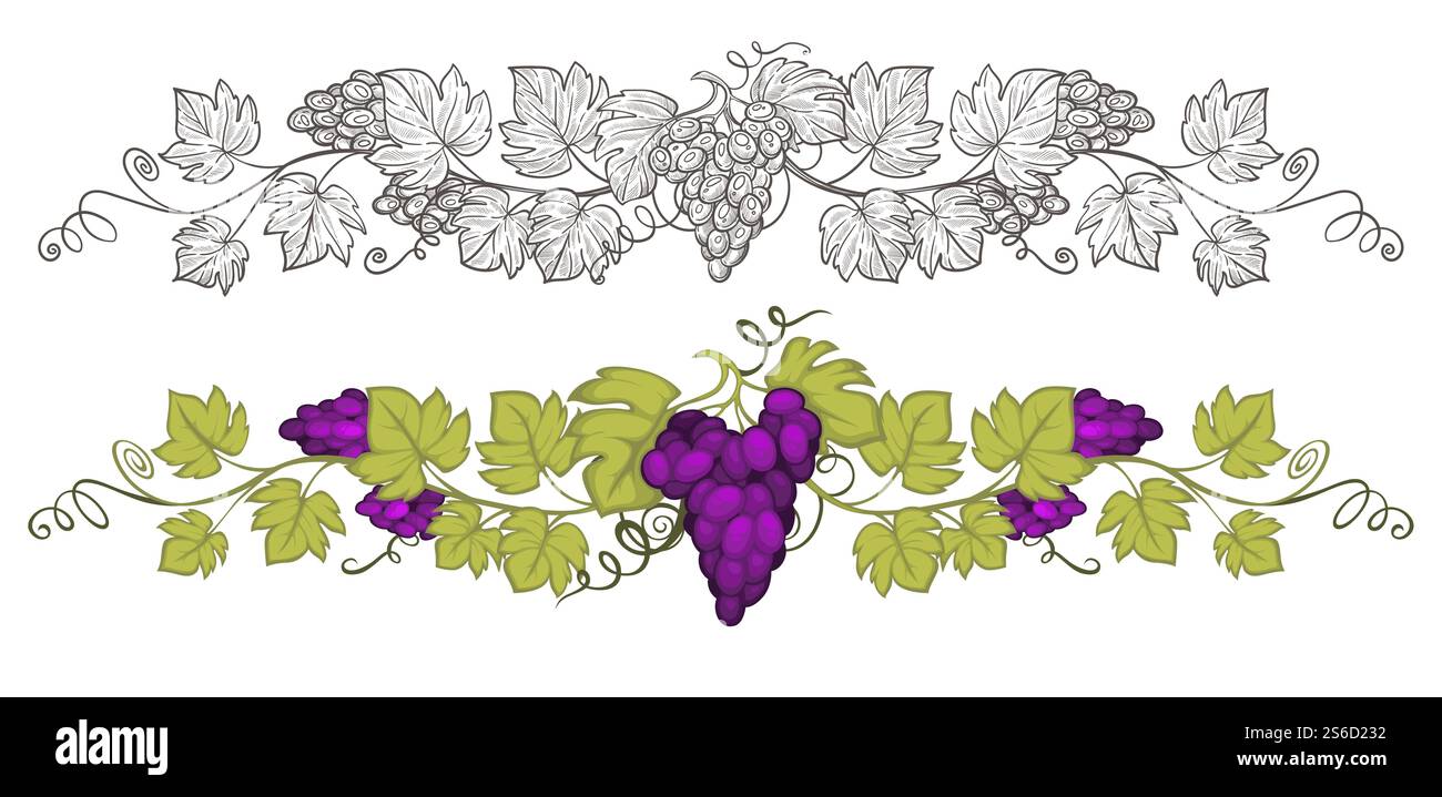 Grapevine, cluster of organic grapes, vine with leaves, tendrils. Vineyard, ripe fruit, harvest ...