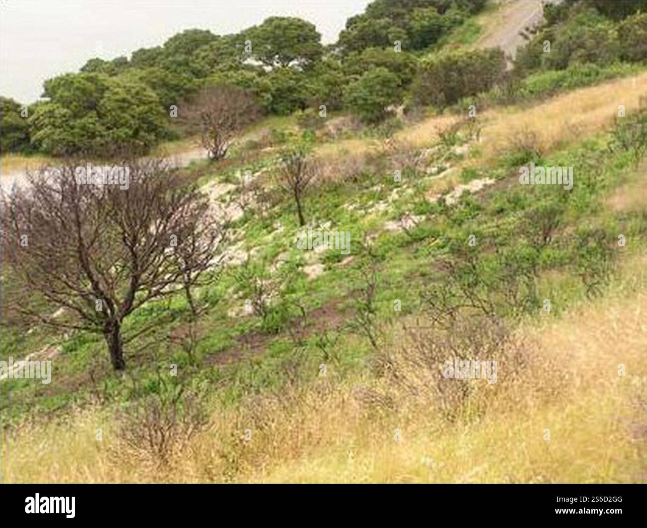 French broom burn site lateral fire Stock Photo - Alamy