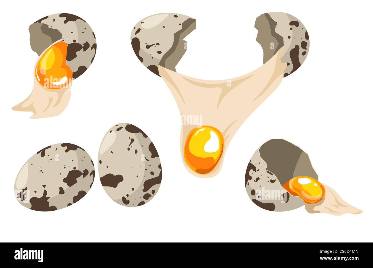 Quail eggs set, whole and broken collection. Cracked open shell with yolk and egg white showing ...