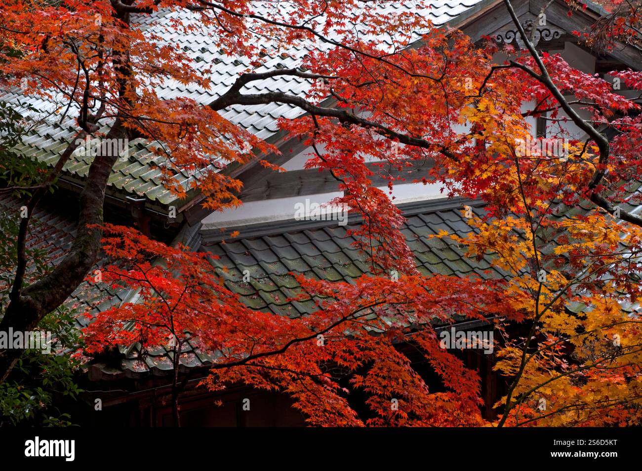 National Treasure Saimyoji Temple, one of 3 Koto Sanzan temples east of ...
