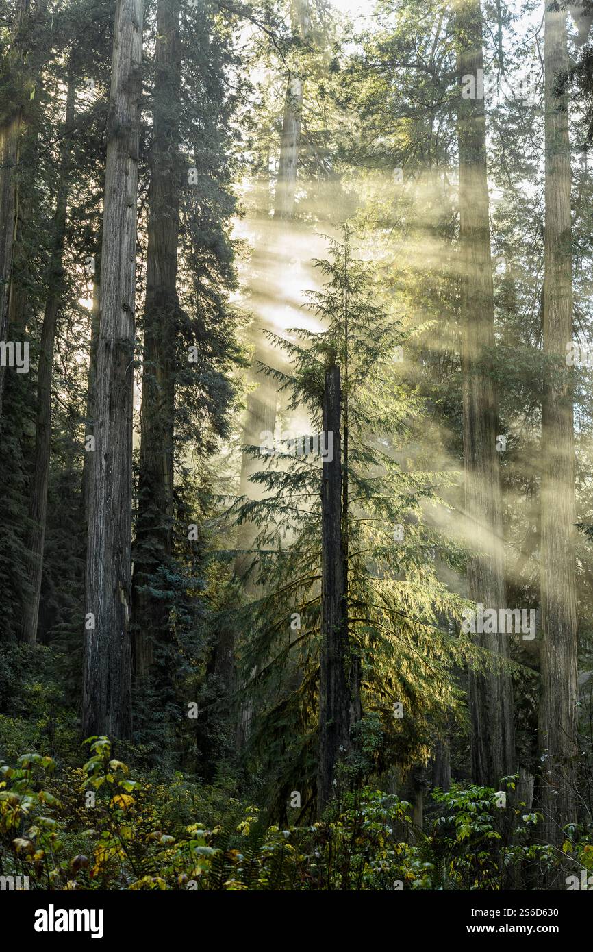 Redwoods in Jedediah Smith State Park, California Stock Photo - Alamy
