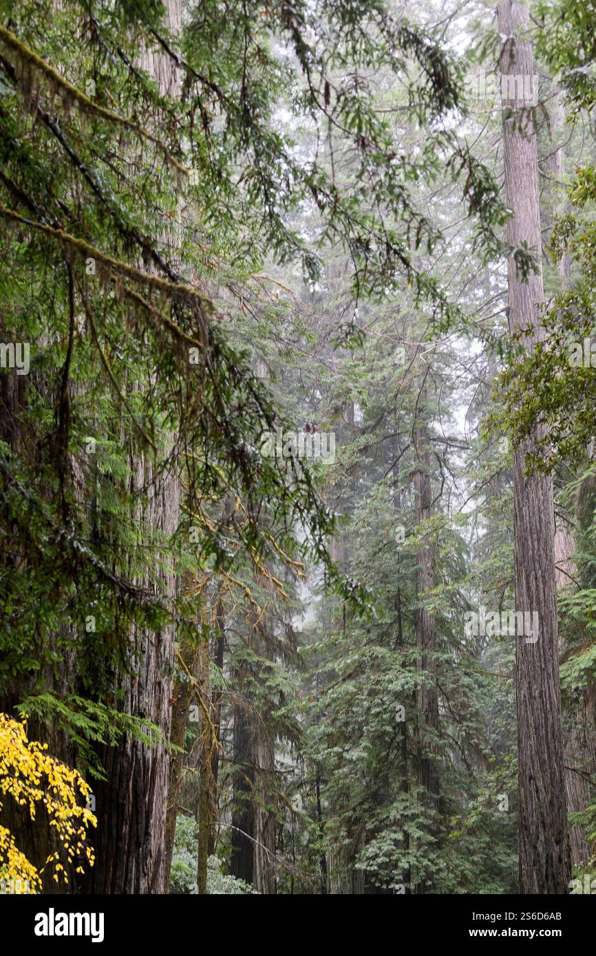 Redwoods in Jedediah Smith State Park, California Stock Photo - Alamy
