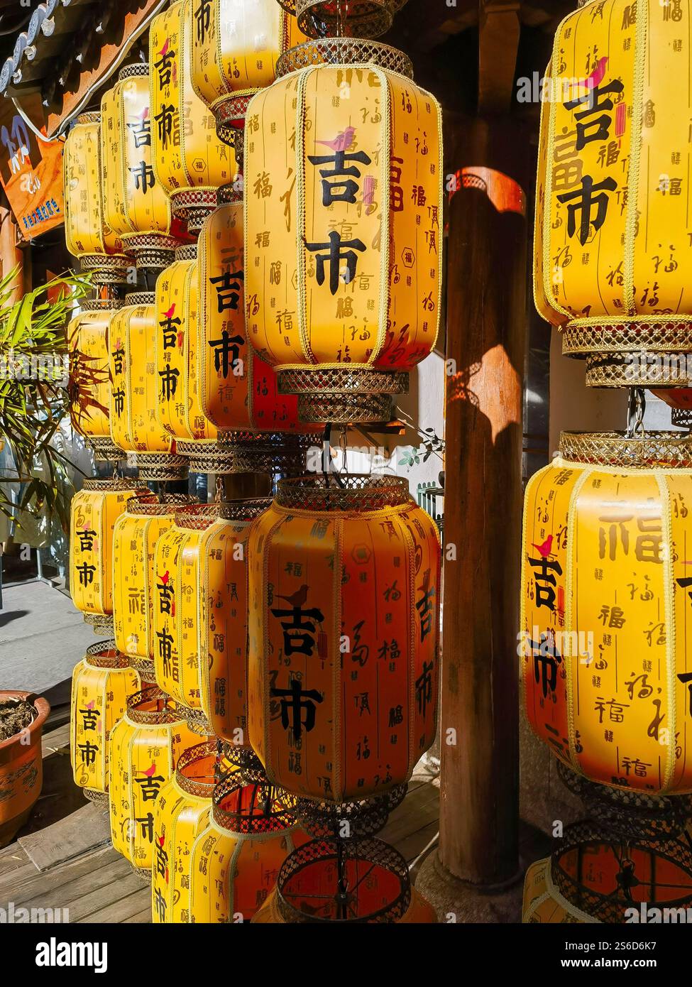 Dali, China - November 19, 2024 : A vibrant display of yellow ...