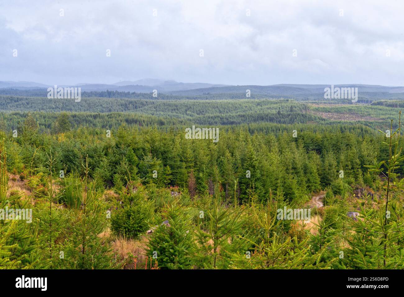 Oregon timber field Stock Photo - Alamy