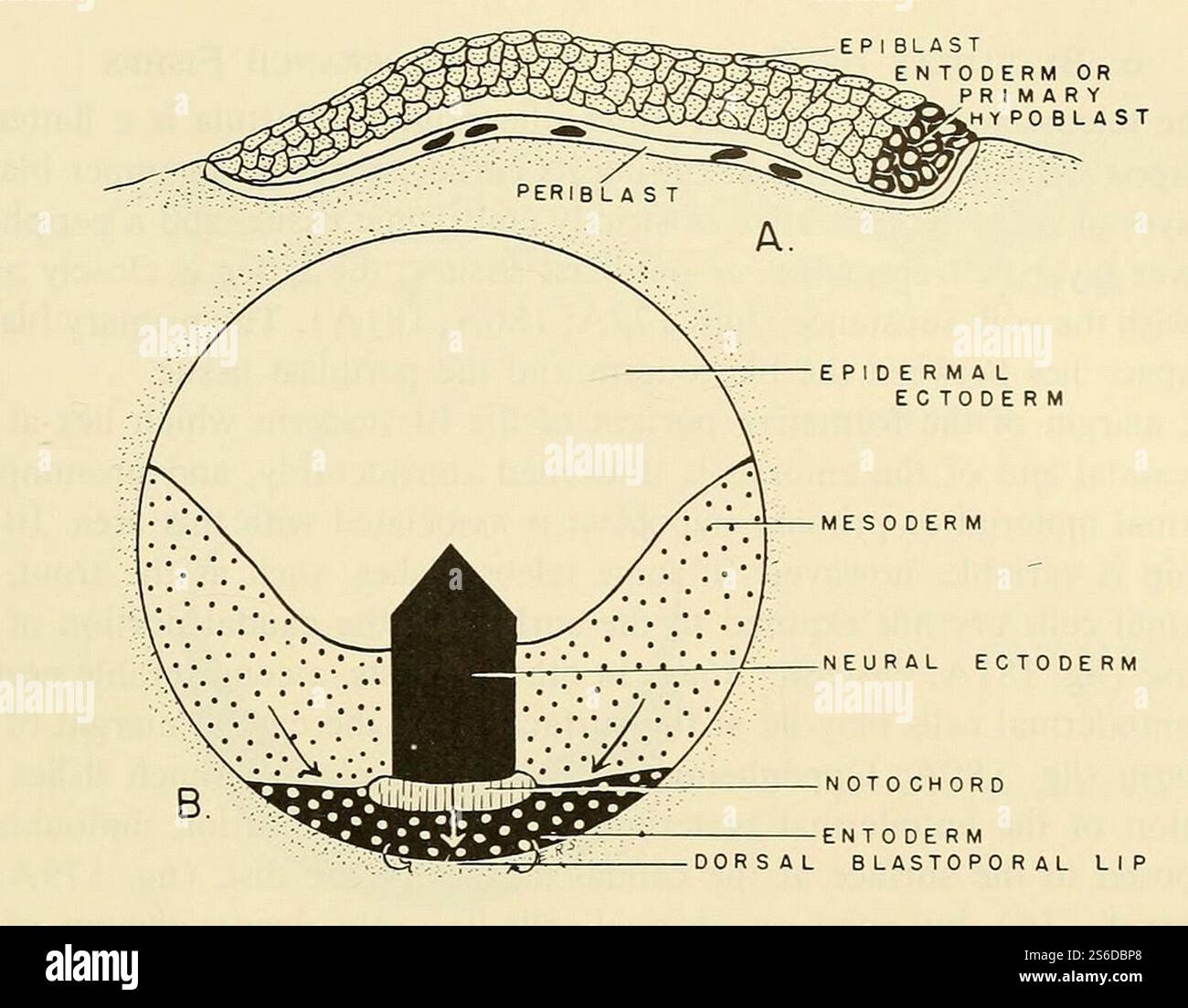 Fundulus heteroclitus presumptive organ-forming areas of the blastoderm ...