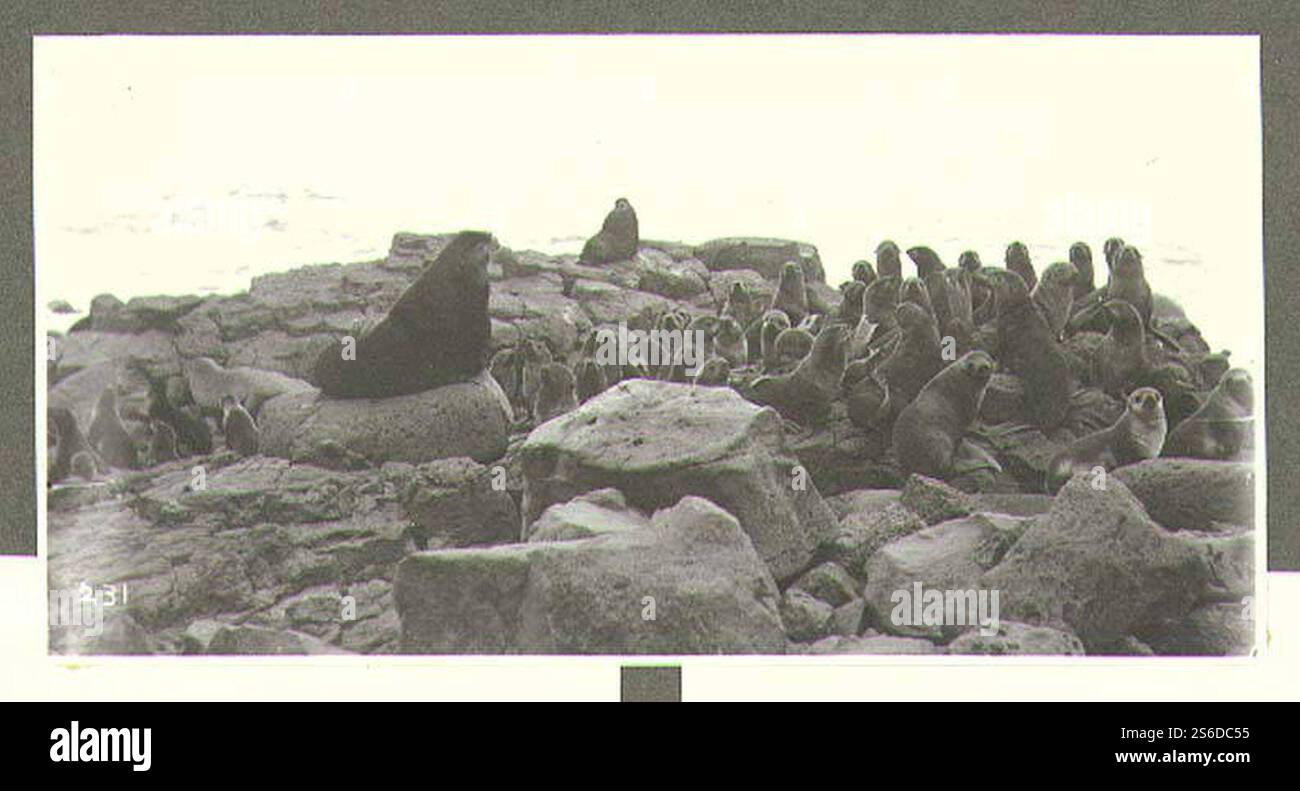 Fur seals on St Paul Island, Pribilof Islands, Alaska, July 1899 ...