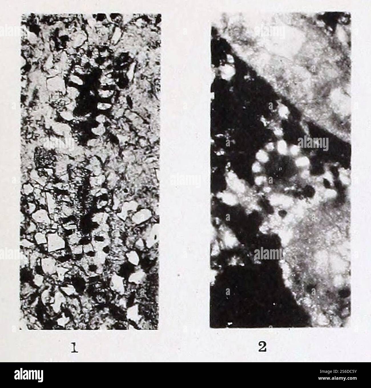 Furcoporella diplopora in Trauth 1918 Stock Photo - Alamy