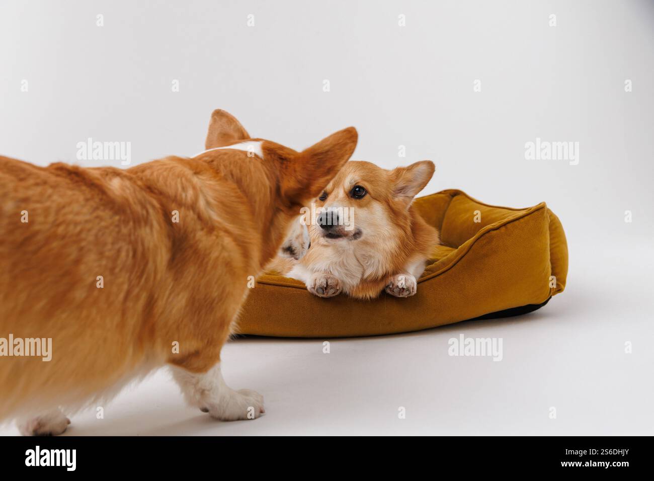 Two playful Corgi dogs interacting, one resting on a cozy dog bed Stock ...